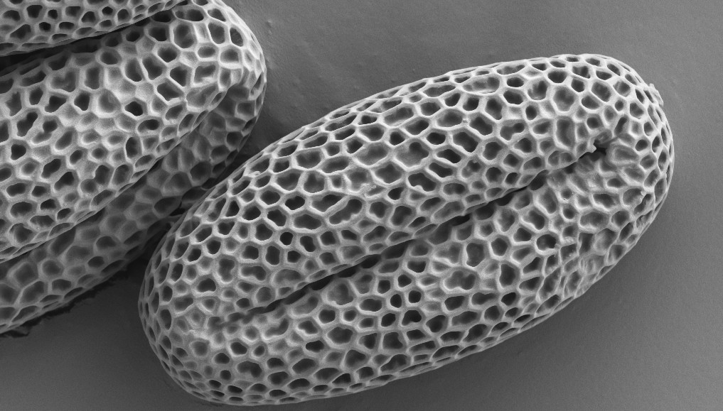 Unlocking Transposable Elements Elife Science Digests Elife