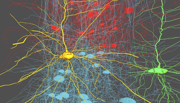 Modeling The Brain At Multiple Scales Elife Science Digests Elife