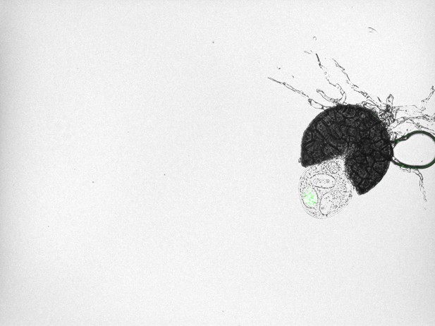 The Benefits Of Sex Elife Science Digests Elife
