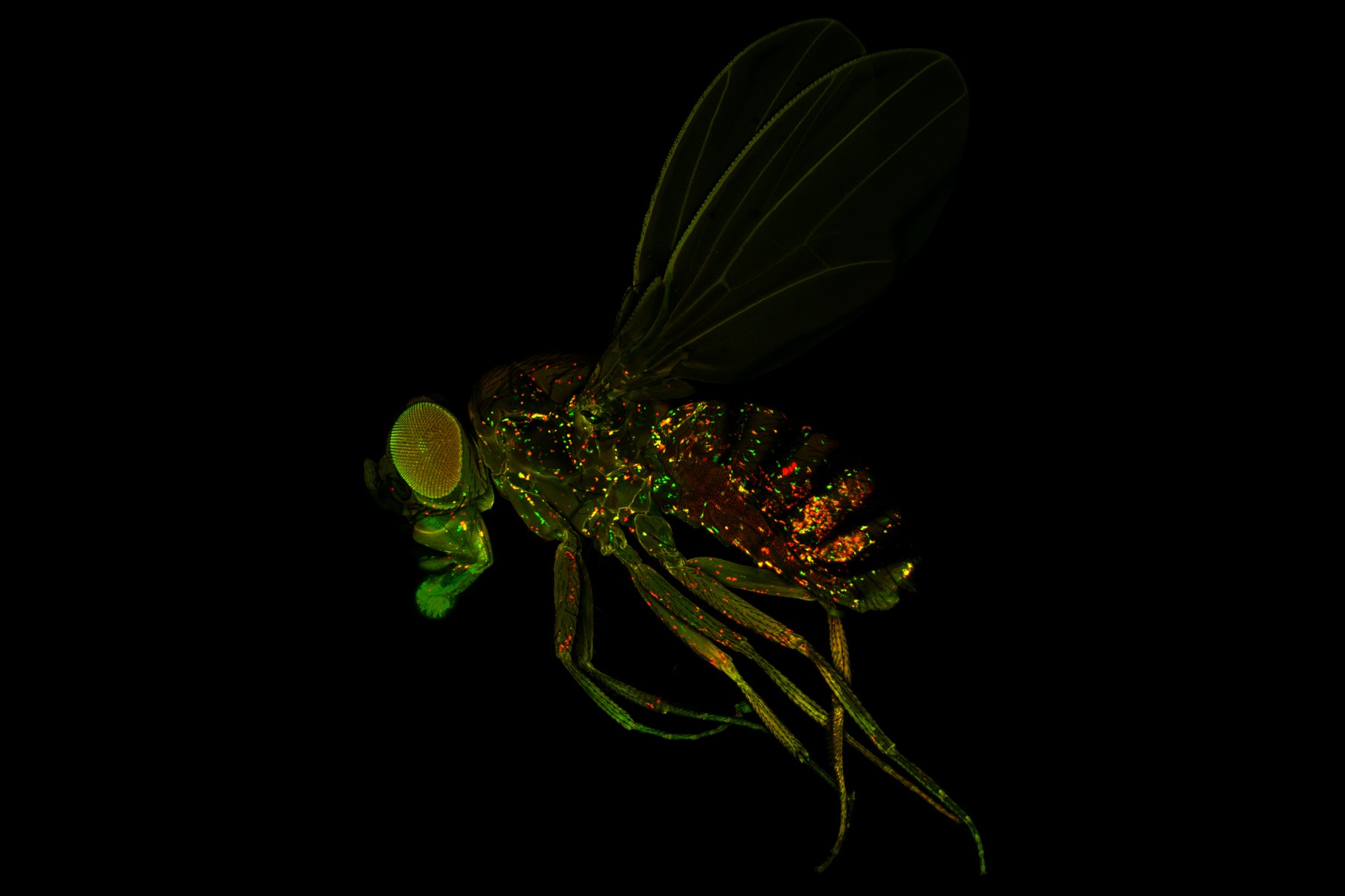 Tapping Into A Conserved Energy Supply Elife Science Digests Elife