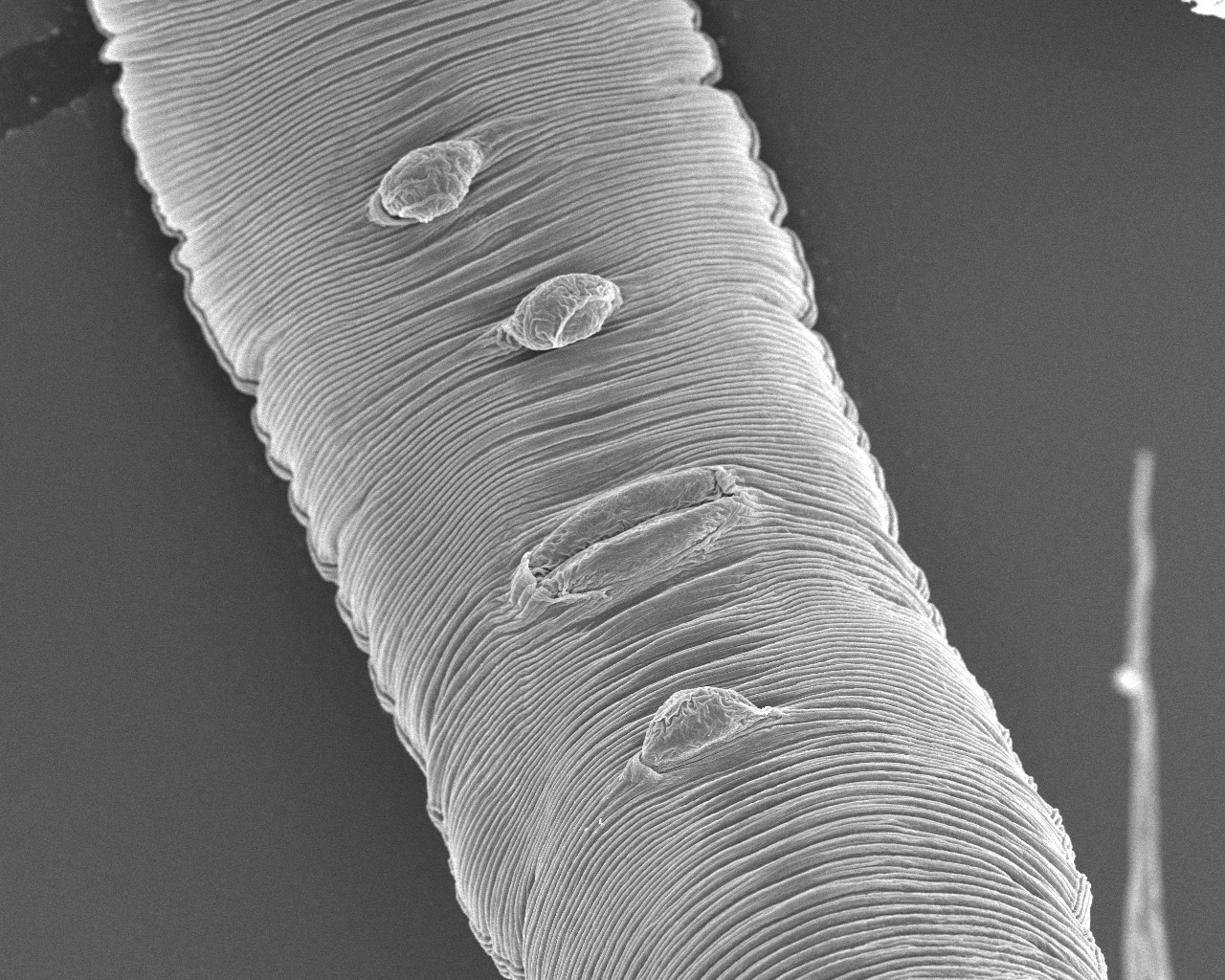 Evolving fast and slow | eLife Science Digests | eLife Evolving fast and slow | eLife Science Digests | eLife
