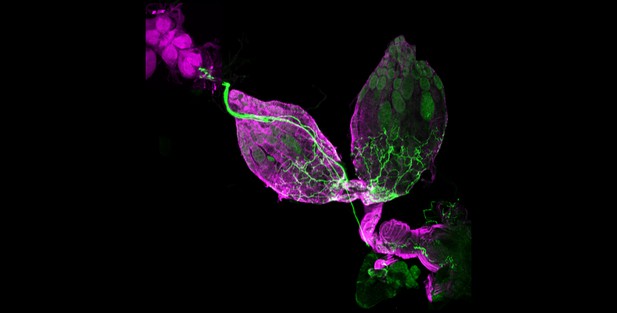 Turning On Sex Cells Elife Science Digests Elife
