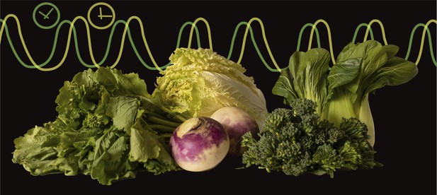 Decoding the crop clock | eLife Science Digests | eLife Decoding the crop clock | eLife Science Digests | eLife