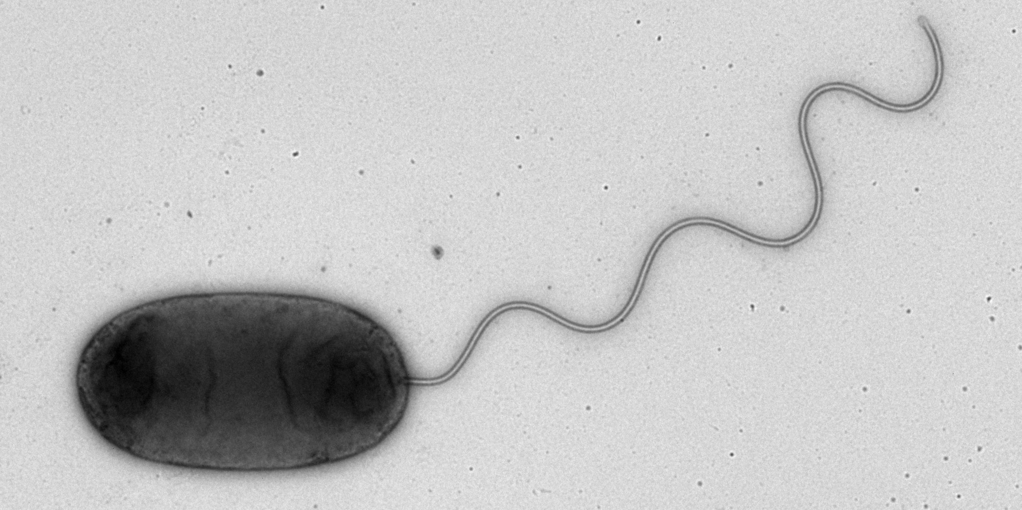 Decoding chemical cues | eLife Science Digests | eLife Decoding chemical cues | eLife Science Digests | eLife