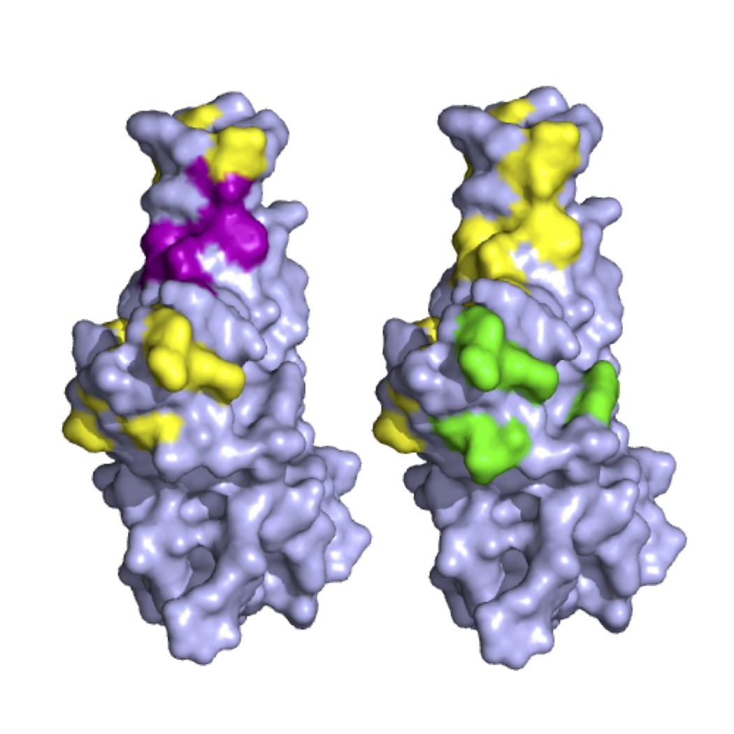 Viruses Neutralizing Sars Cov 2 Elife