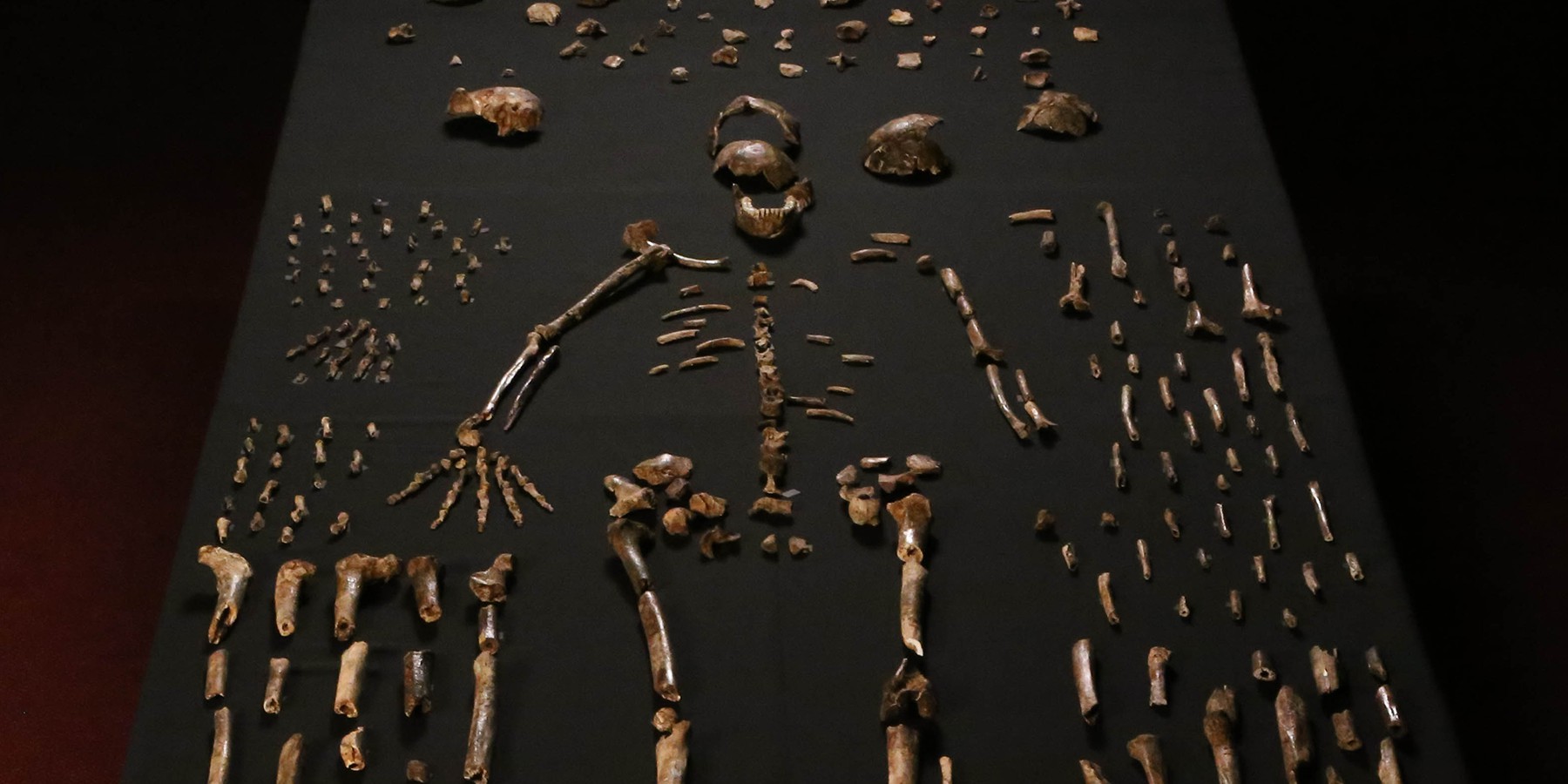 Episode 23: Meet Homo naledi | Podcast | eLife