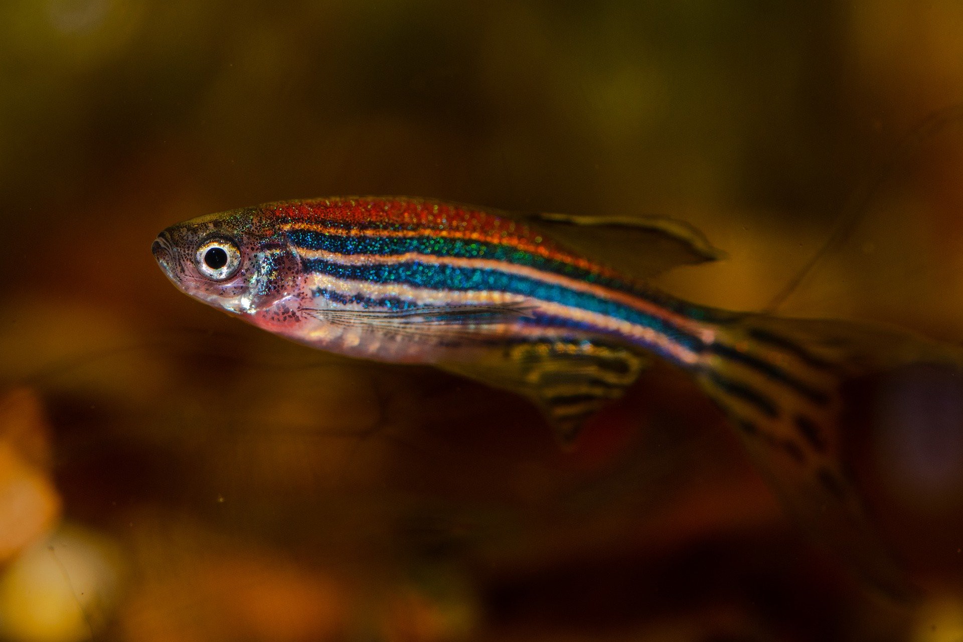 Episode 67: June 2020 | Podcast | eLife Episode 67: June 2020 | Podcast | eLife