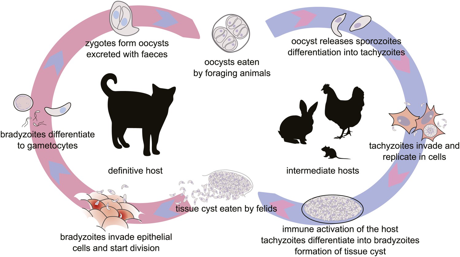 Reciprocal Virulence And Resistance Polymorphism In The Relationship