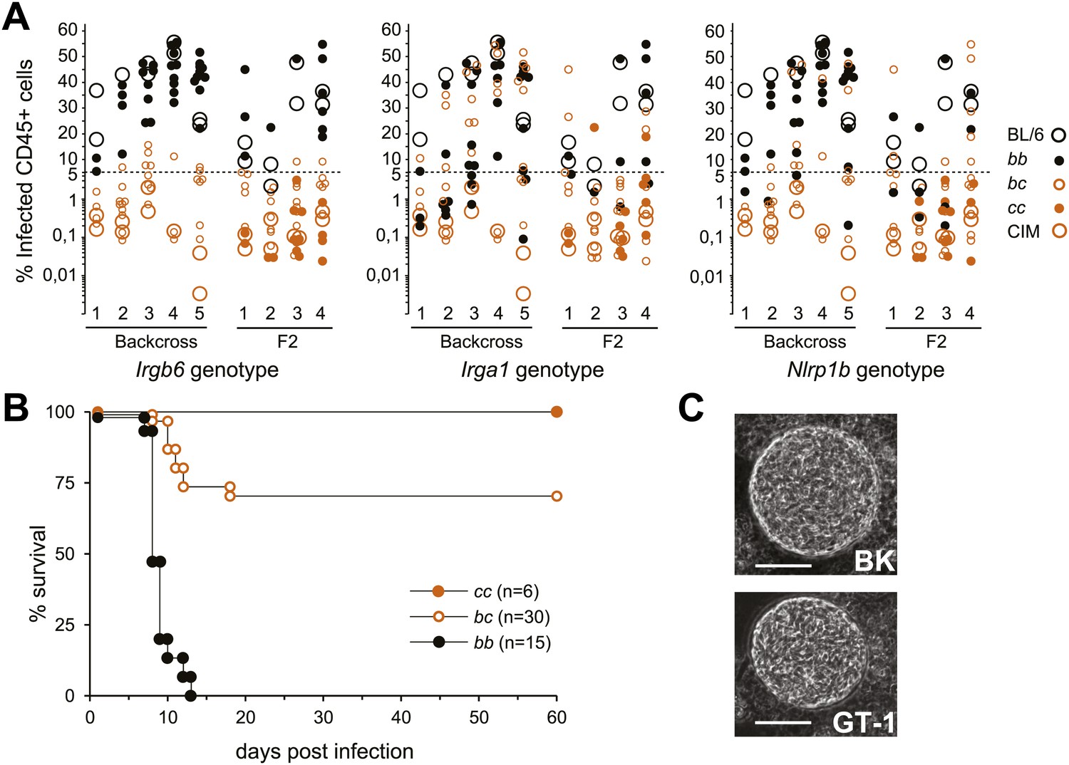 Reciprocal Virulence And Resistance Polymorphism In The Relationship