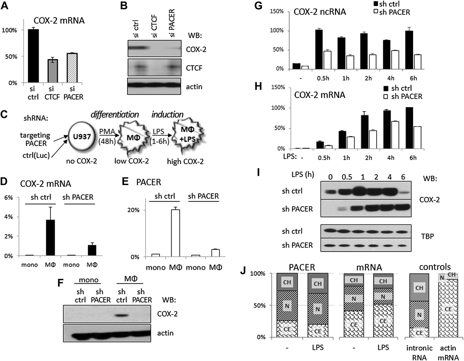 P50 Associated Cox 2 Extragenic Rna Pacer Activates Cox 2 Gene
