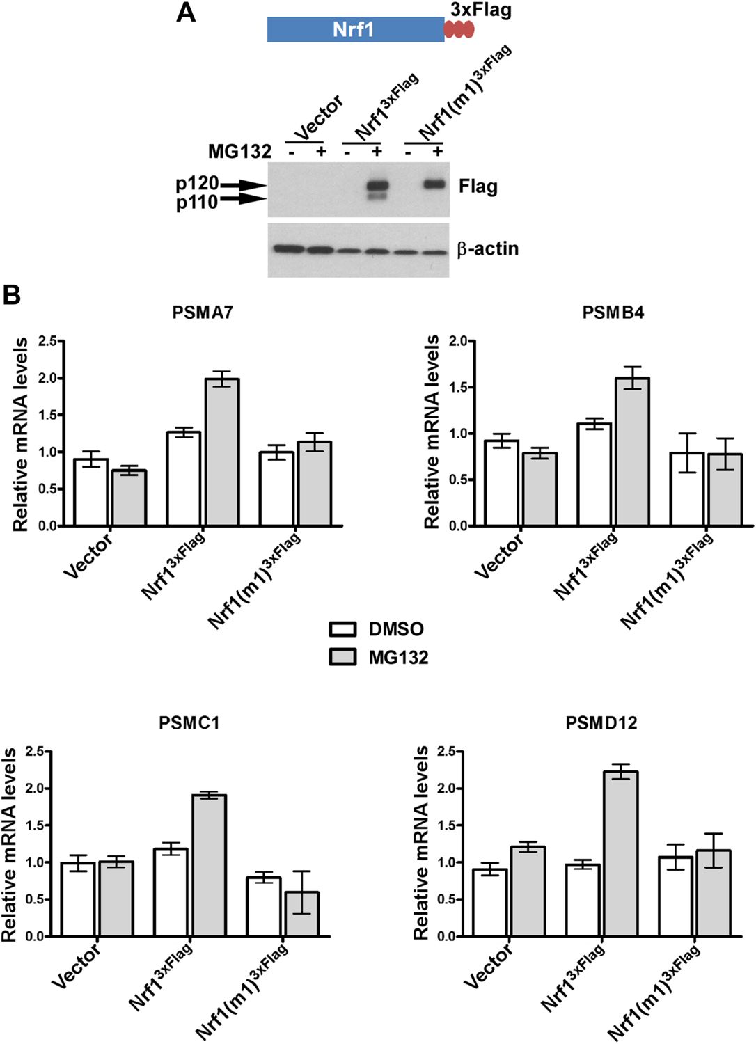 Figures and data in p97-dependent retrotranslocation and proteolytic processing govern formation ...