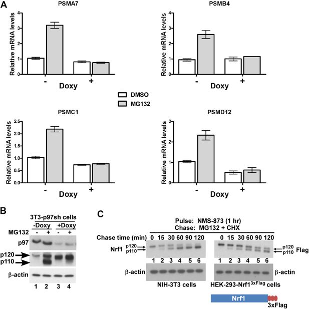 Figures and data in p97-dependent retrotranslocation and proteolytic processing govern formation ...