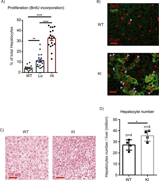 Two-signal requirement for growth-promoting function of Yap in ...