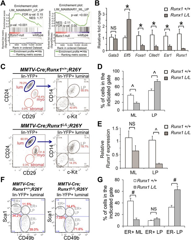 Runx1 A Transcription Factor Mutated In Breast Cancer Controls The Fate Of Er Positive Mammary