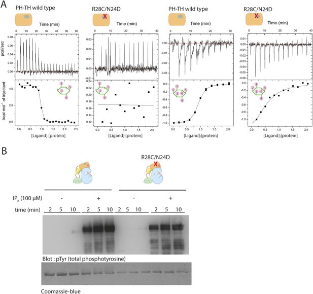 Autoinhibition of Bruton's tyrosine kinase (Btk) and activation by ...