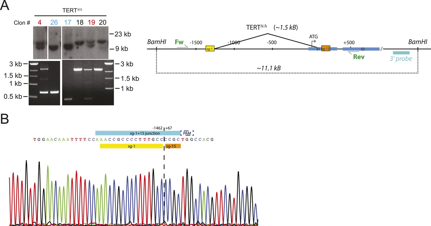 Figures And Data In Cancer Associated Tert Promoter Mutations Abrogate