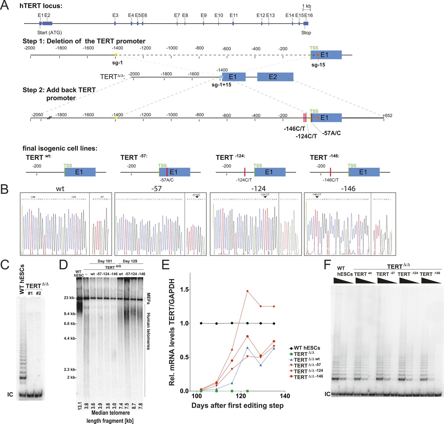 Figures And Data In Cancer Associated Tert Promoter Mutations Abrogate