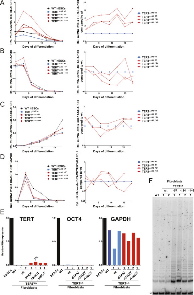 Figures And Data In Cancer Associated Tert Promoter Mutations Abrogate