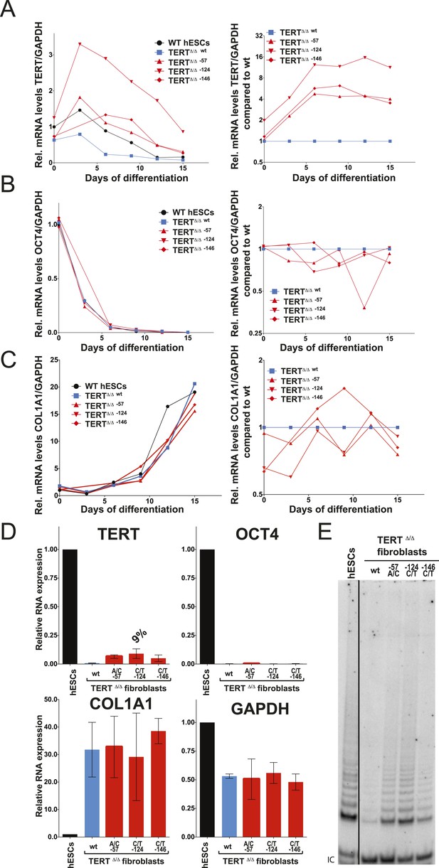 Cancer Associated Tert Promoter Mutations Abrogate Telomerase Silencing