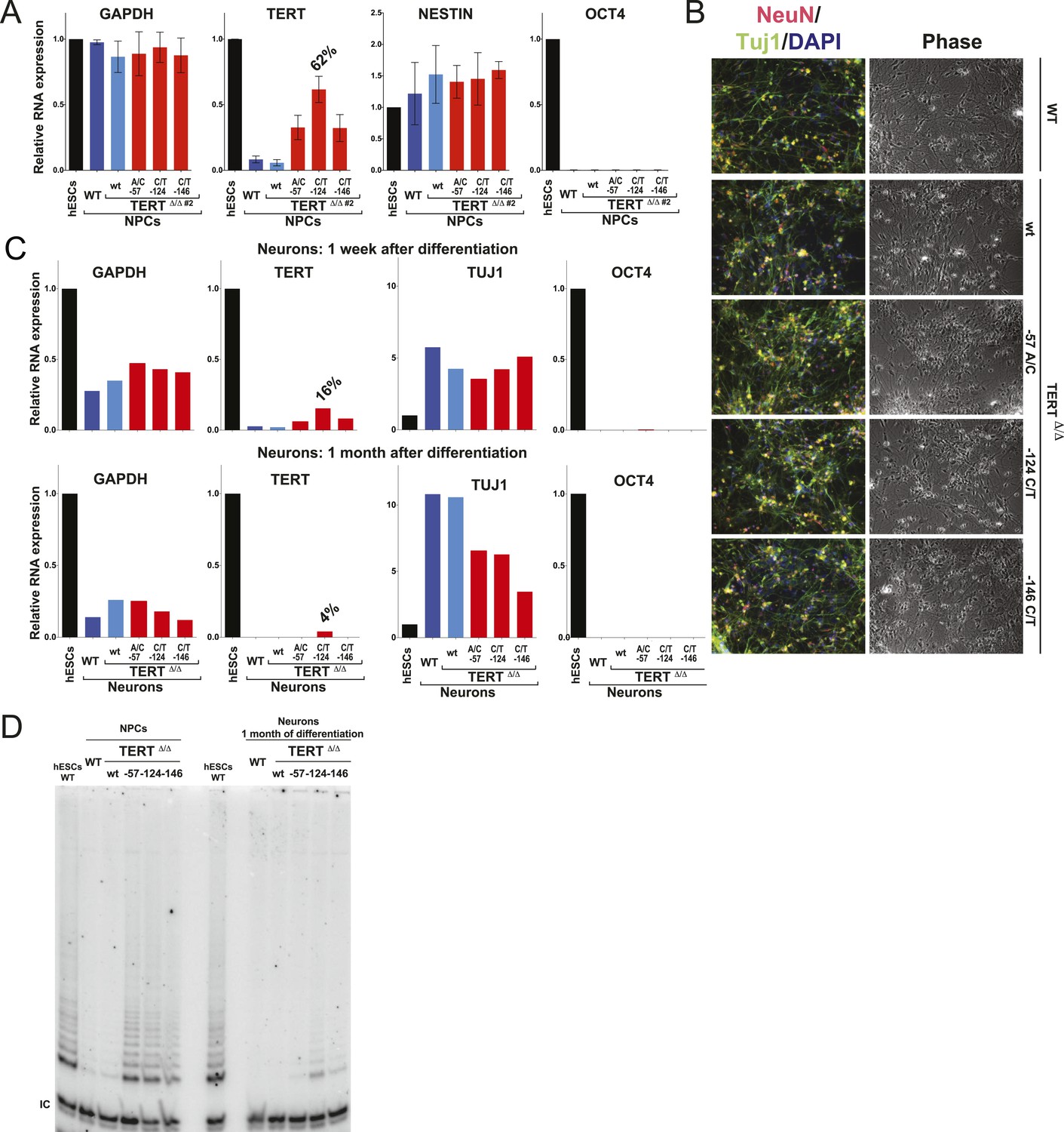Figures And Data In Cancer Associated Tert Promoter Mutations Abrogate