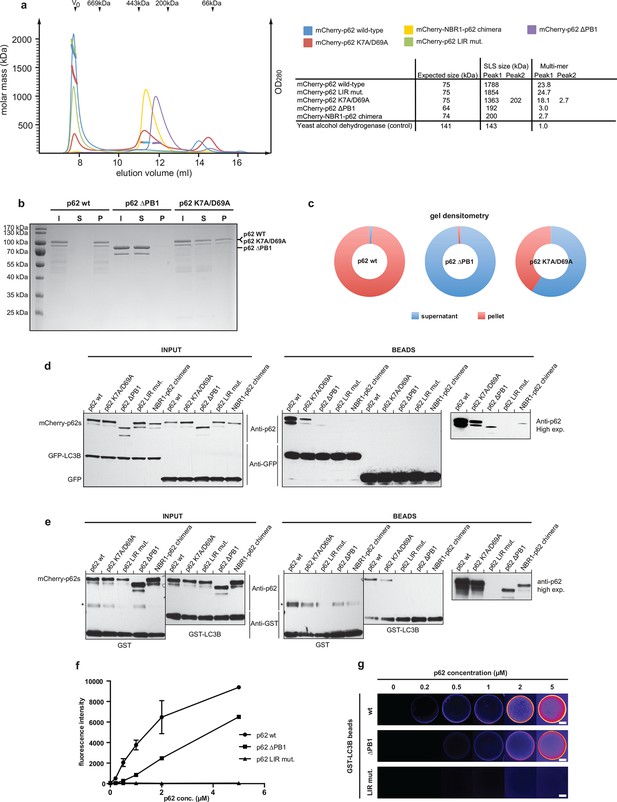 Figures And Data In Oligomerization Of P62 Allows For Selection Of