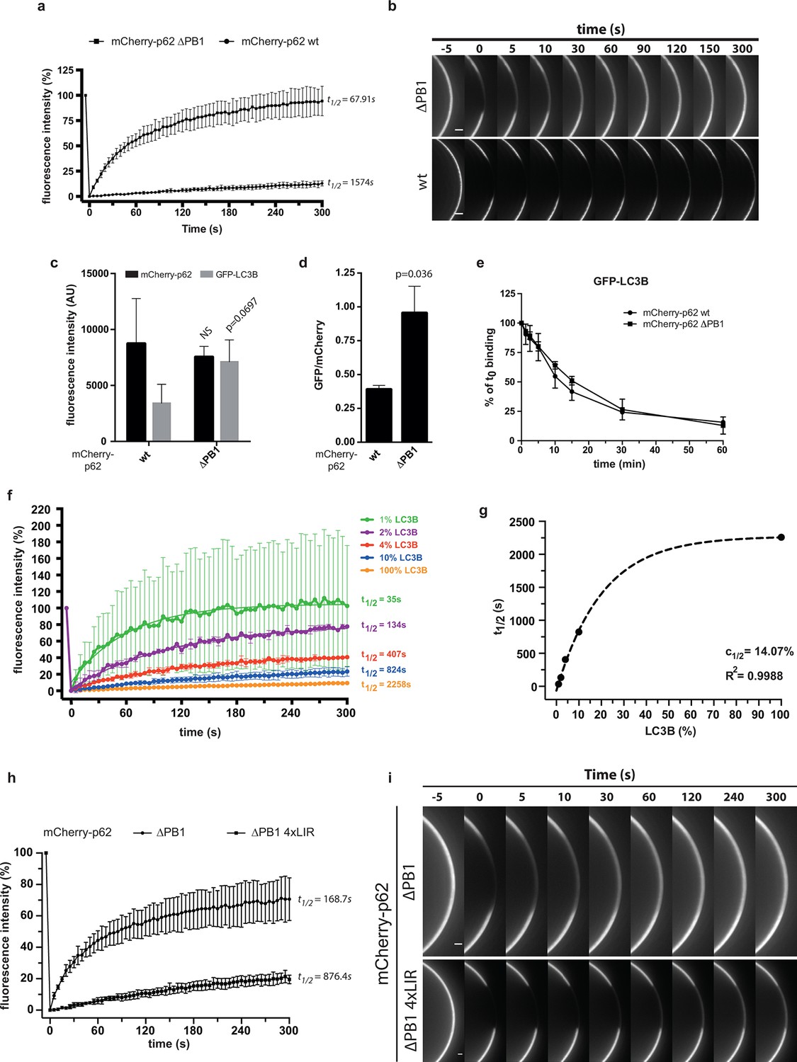 Figures And Data In Oligomerization Of P62 Allows For Selection Of