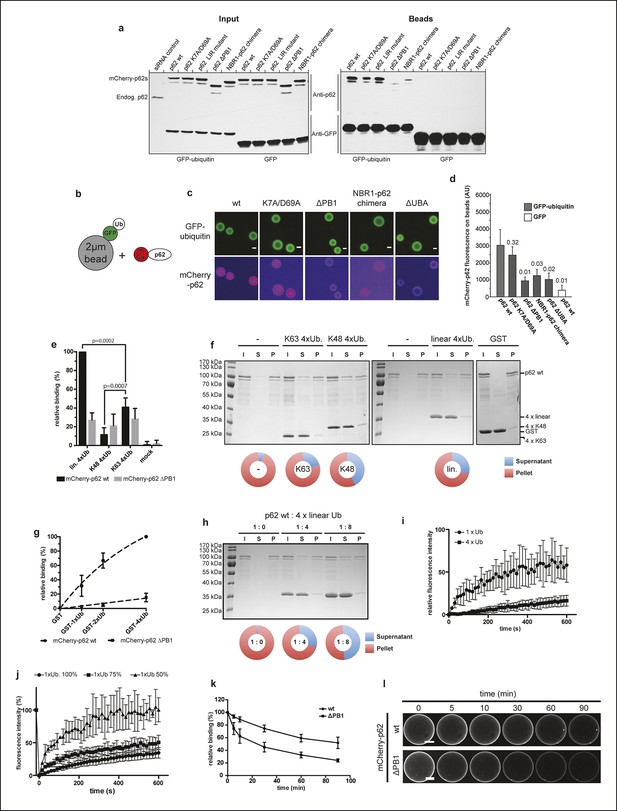 Figures And Data In Oligomerization Of P62 Allows For Selection Of