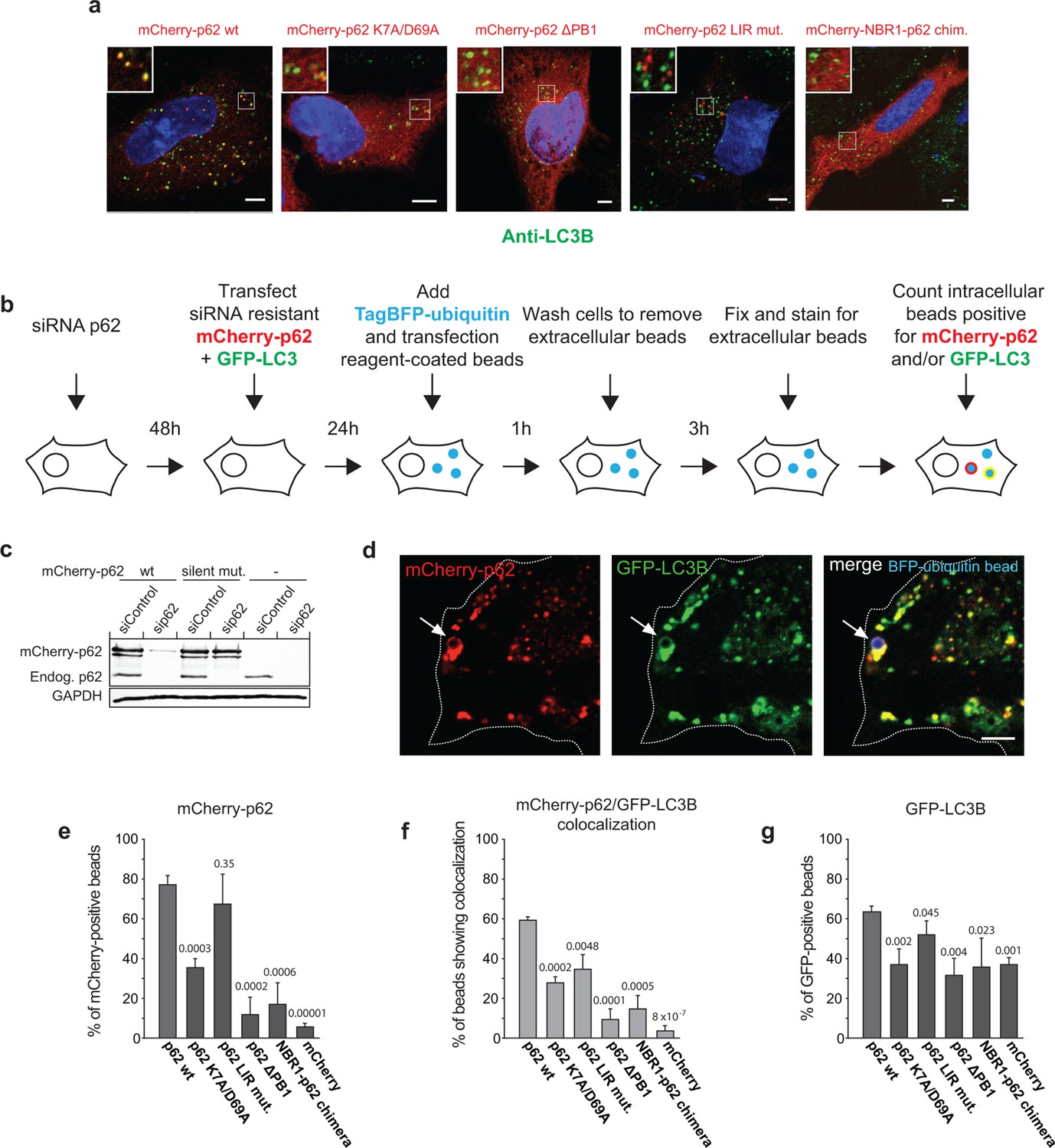 Oligomerization Of P62 Allows For Selection Of Ubiquitinated Cargo And
