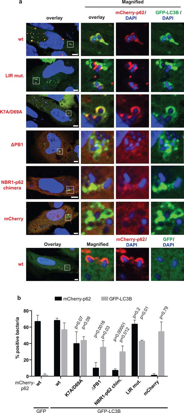 Figures And Data In Oligomerization Of P62 Allows For Selection Of
