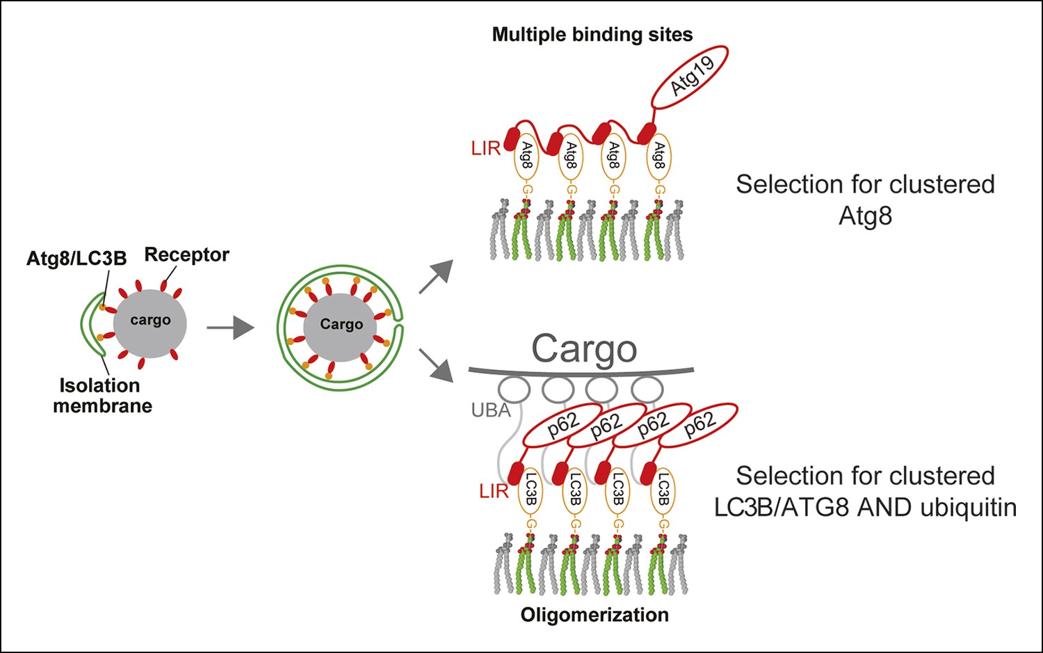 Figures And Data In Oligomerization Of P62 Allows For Selection Of