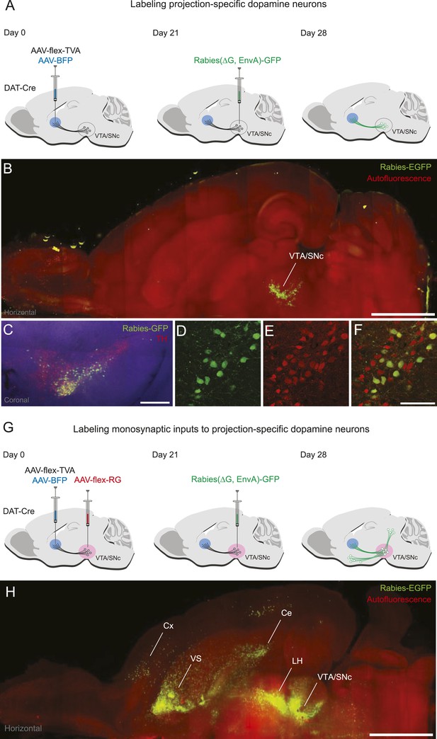 Dopamine Neurons Projecting To The Posterior Striatum Form An