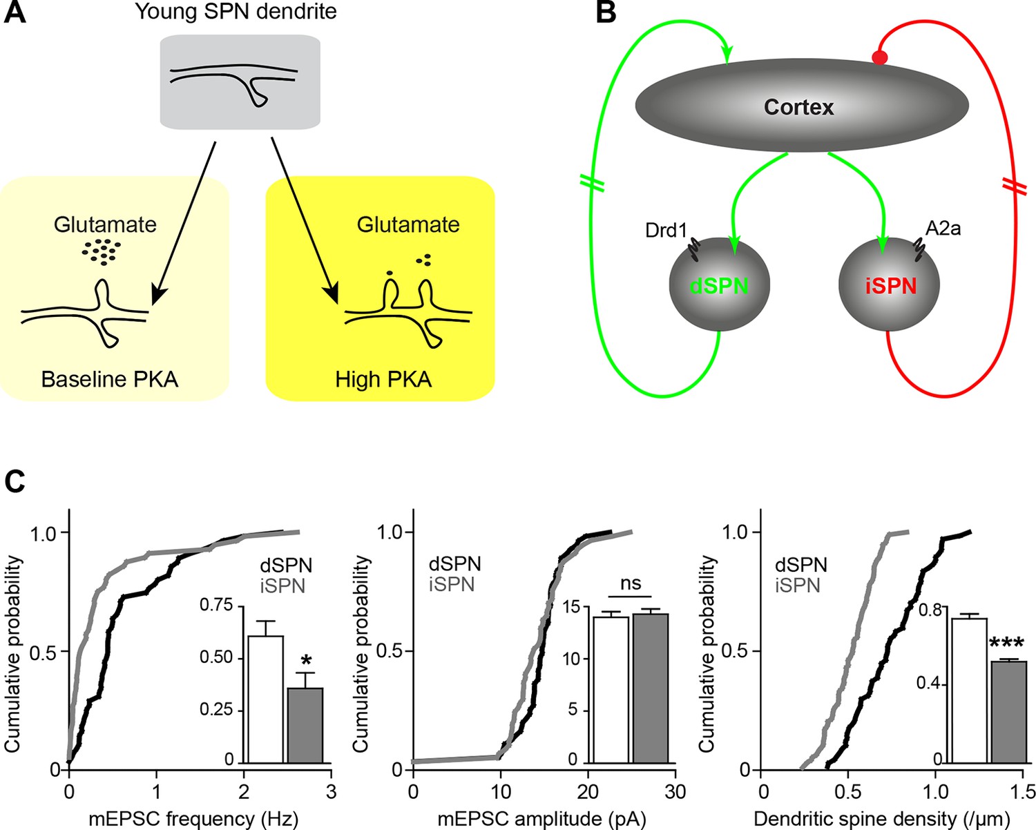 Neuromodulation Of Excitatory Synaptogenesis In Striatal Development