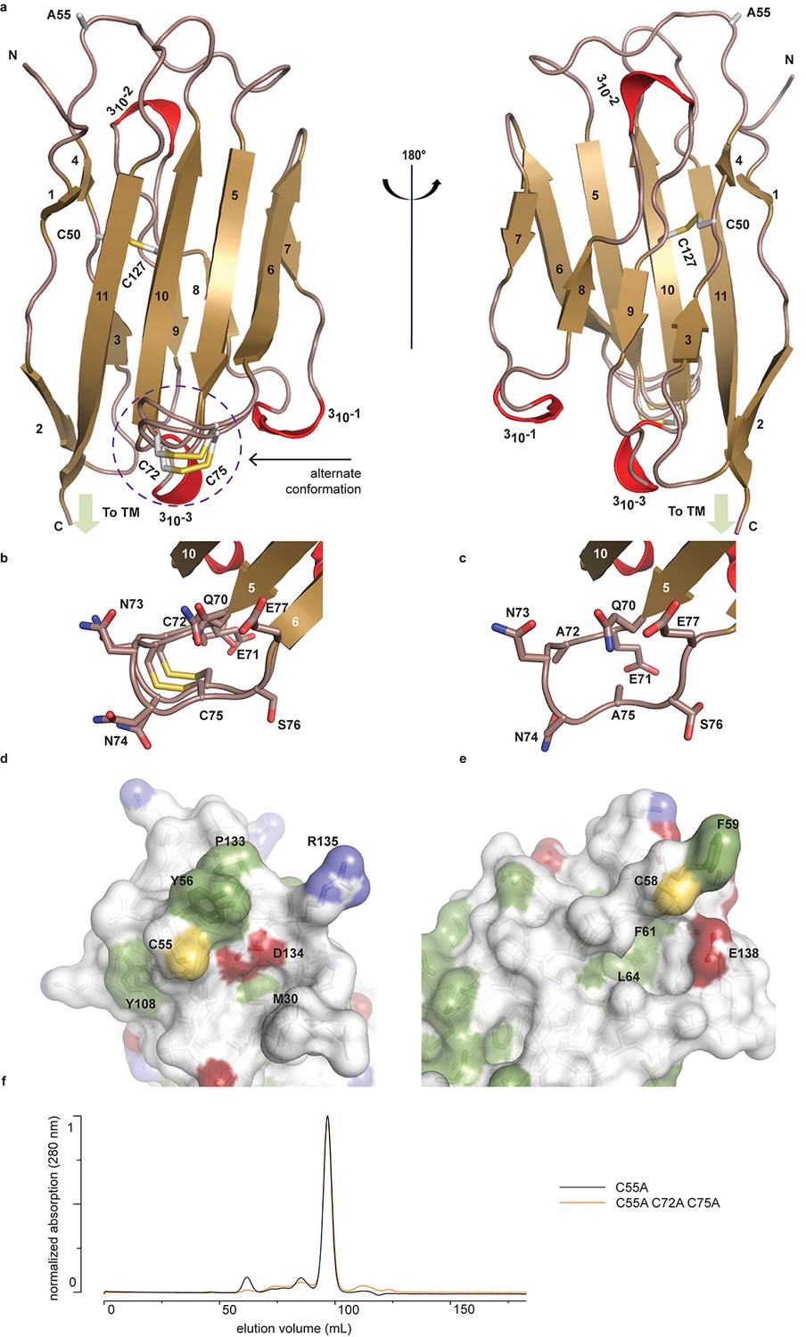 Binary Architecture Of The Nav1 2 β2 Signaling Complex Elife