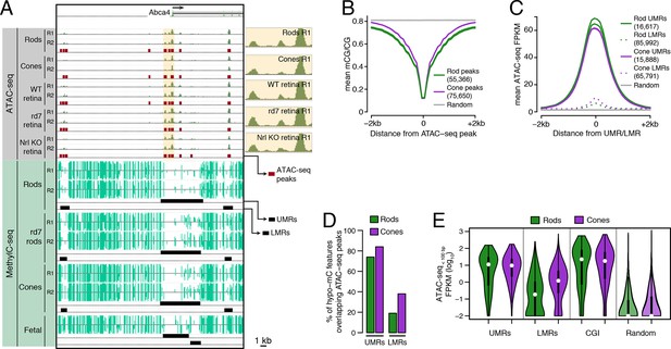 Figures and data in Epigenomic landscapes of retinal rods and cones | eLife Figures and data in Epigenomic landscapes of retinal rods and cones | eLife