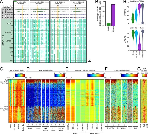 Figures and data in Epigenomic landscapes of retinal rods and cones | eLife Figures and data in Epigenomic landscapes of retinal rods and cones | eLife