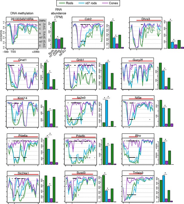 Figures and data in Epigenomic landscapes of retinal rods and cones | eLife Figures and data in Epigenomic landscapes of retinal rods and cones | eLife
