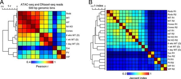 Figures and data in Epigenomic landscapes of retinal rods and cones | eLife Figures and data in Epigenomic landscapes of retinal rods and cones | eLife