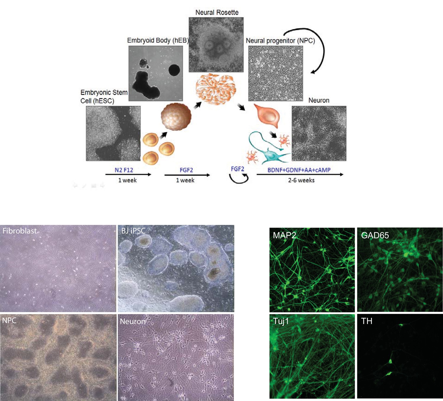 Figures And Data In Metabolic Reprogramming During Neuronal Differentiation From Aerobic