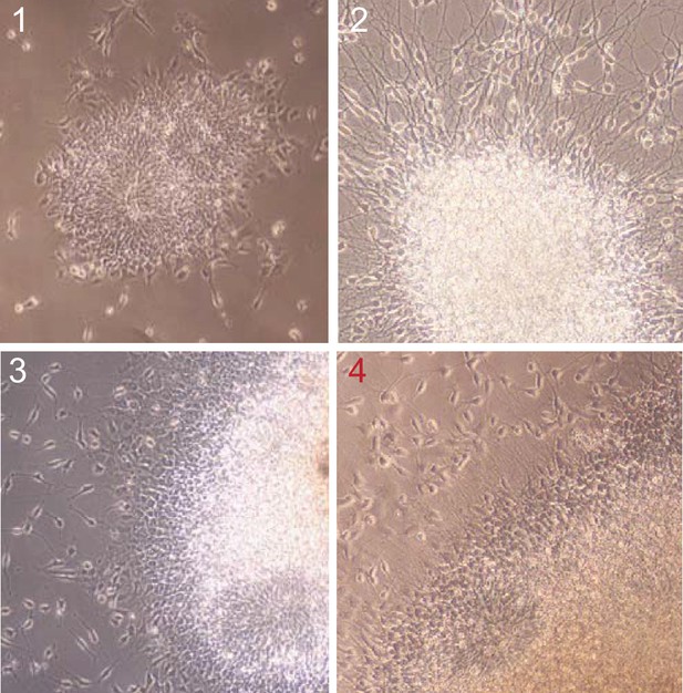 Figures And Data In Metabolic Reprogramming During Neuronal Differentiation From Aerobic