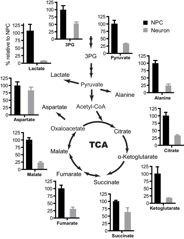 Figures And Data In Metabolic Reprogramming During Neuronal Differentiation From Aerobic