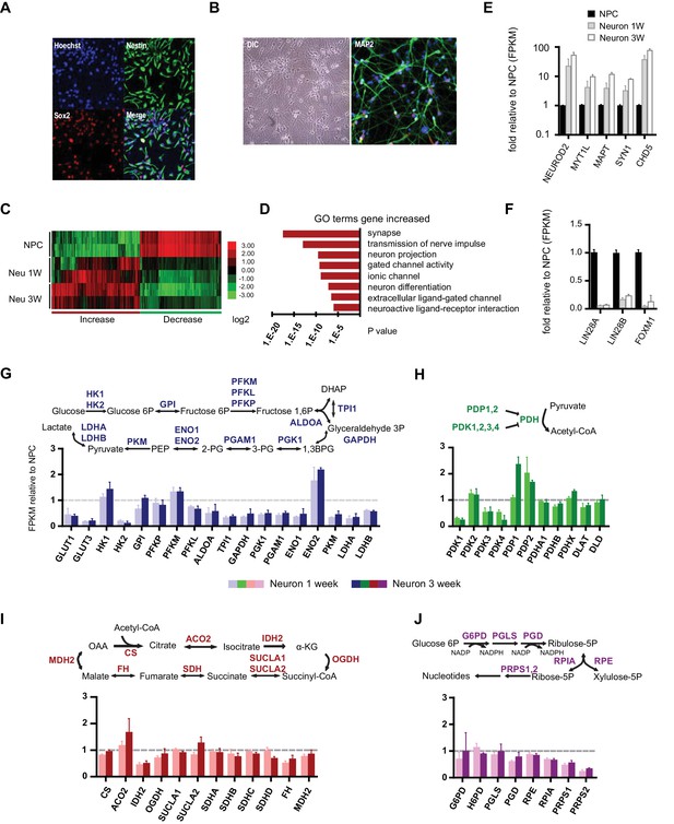 Figures And Data In Metabolic Reprogramming During Neuronal Differentiation From Aerobic