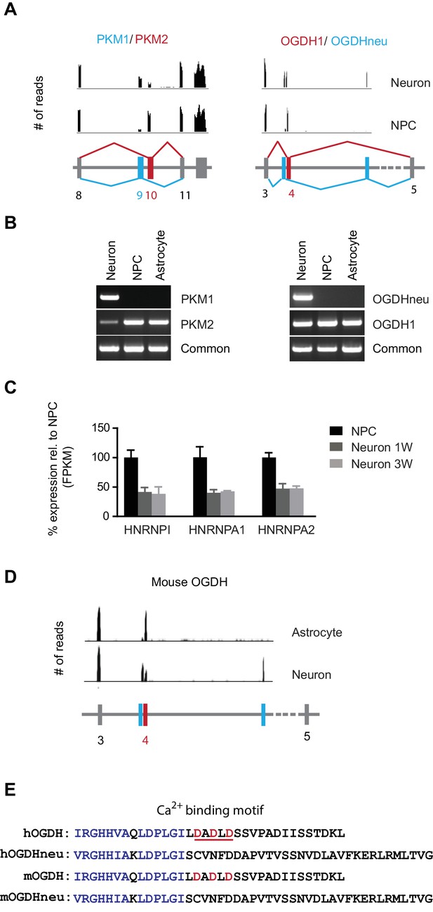 Figures And Data In Metabolic Reprogramming During Neuronal Differentiation From Aerobic