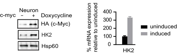 Figures And Data In Metabolic Reprogramming During Neuronal Differentiation From Aerobic