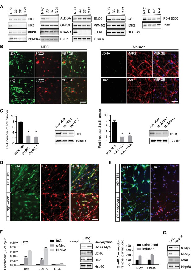 Figures And Data In Metabolic Reprogramming During Neuronal Differentiation From Aerobic