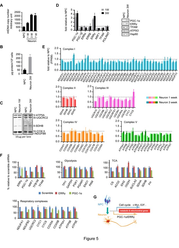 Figures And Data In Metabolic Reprogramming During Neuronal Differentiation From Aerobic