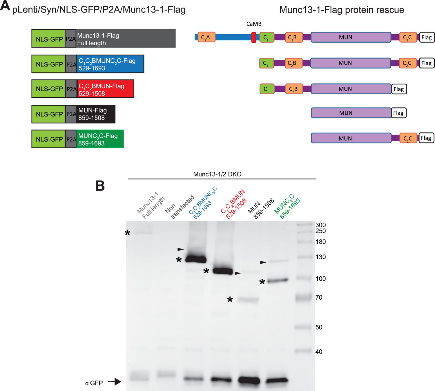 Functional synergy between the Munc13 C-terminal C1 and C2 Functional synergy between the Munc13 C-terminal C1 and C2