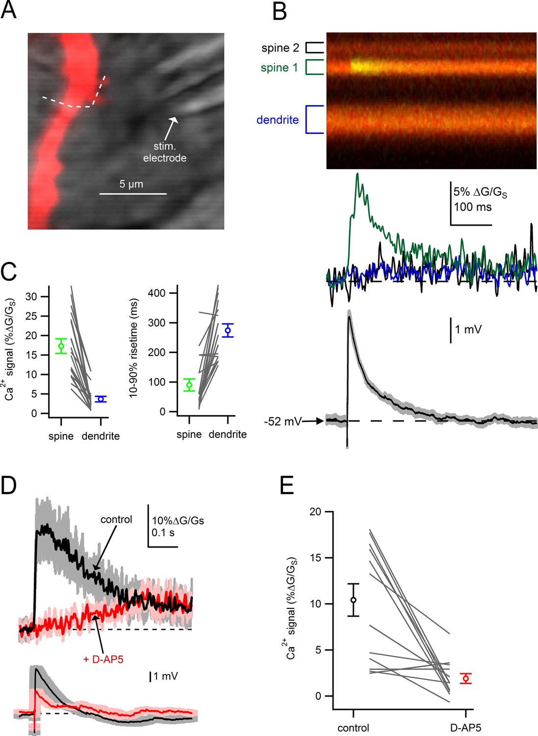 Electrical and Ca2+ signaling in dendritic spines of substantia nigra ...