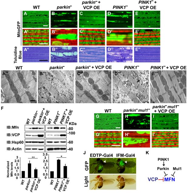 Figures and data in Valosin-containing protein (VCP/p97) inhibitors relieve Mitofusin-dependent ...