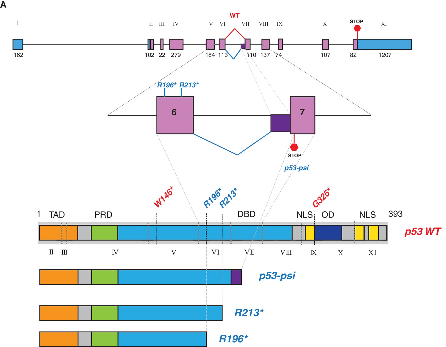 Figures And Data In Tp53 Exon 6 Truncating Mutations Produce Separation