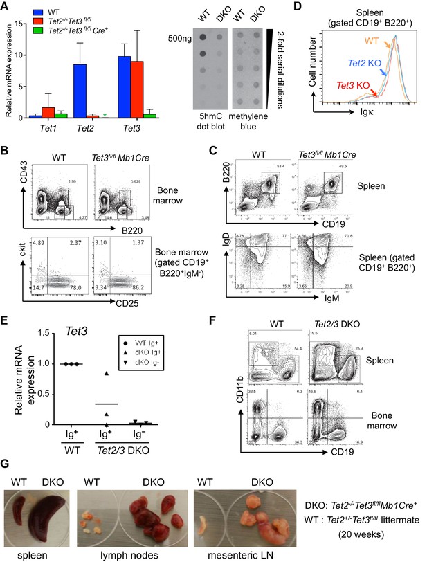 Figures And Data In Tet2 And Tet3 Cooperate With B Lineage